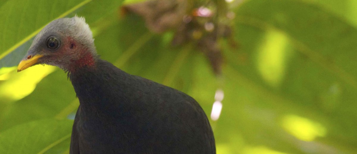 Palau Megapode Project | The Wildlife Lab