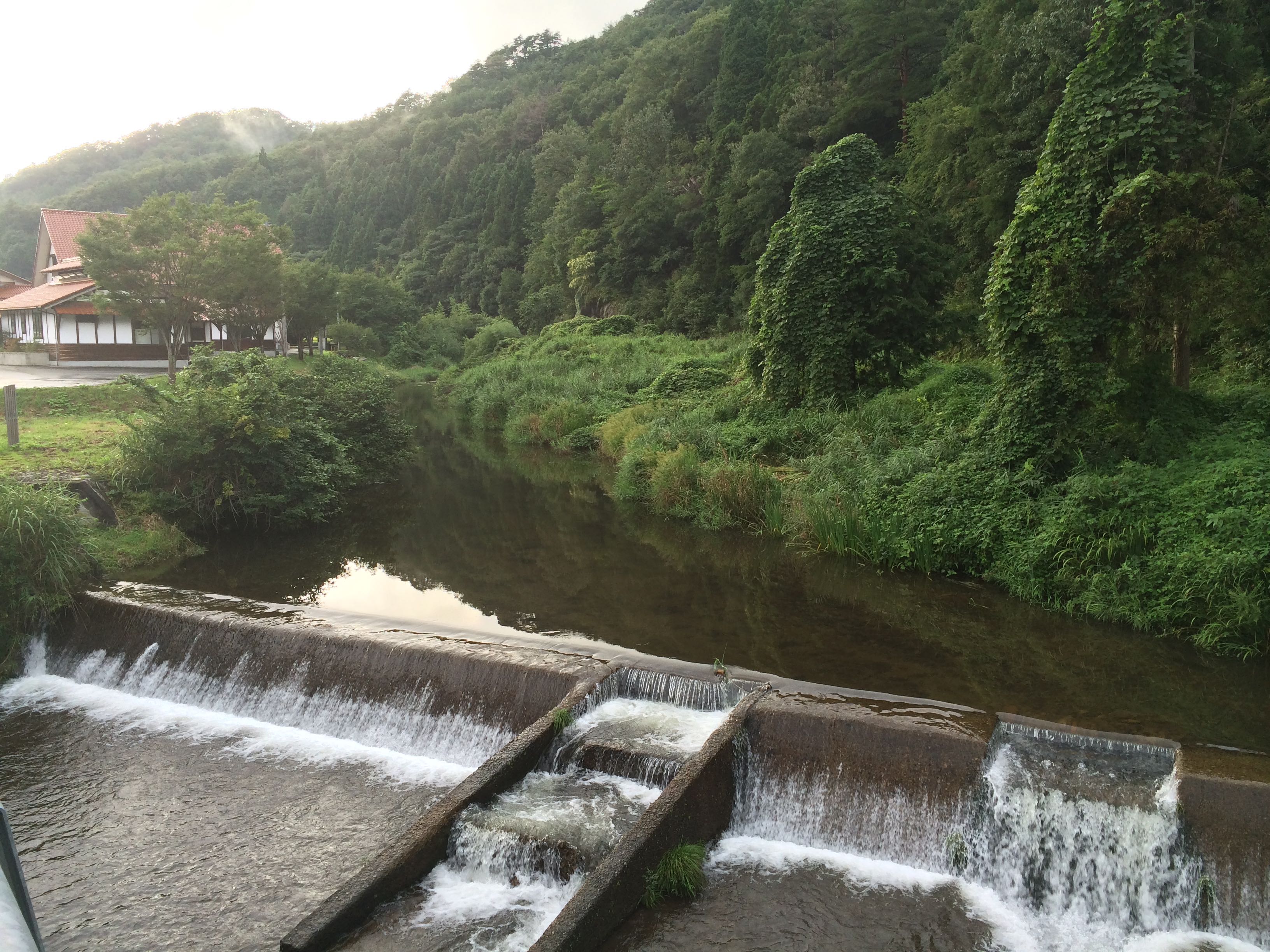 The Hiroshima Hanzaki | The Wildlife Lab