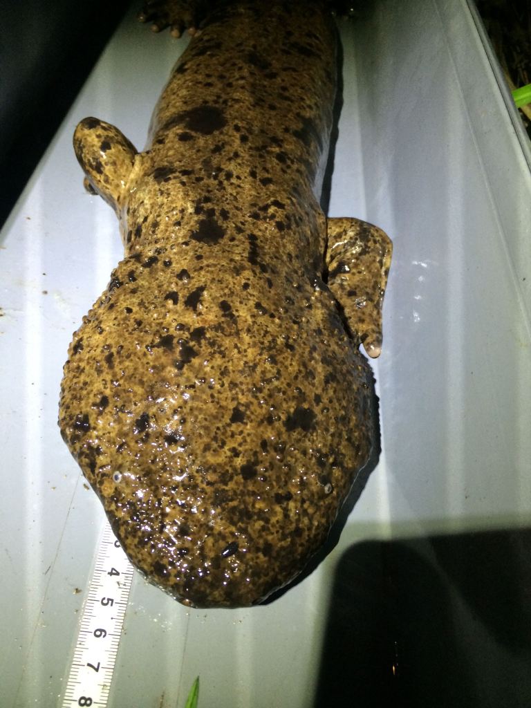 The Hiroshima Hanzaki | The Wildlife Lab