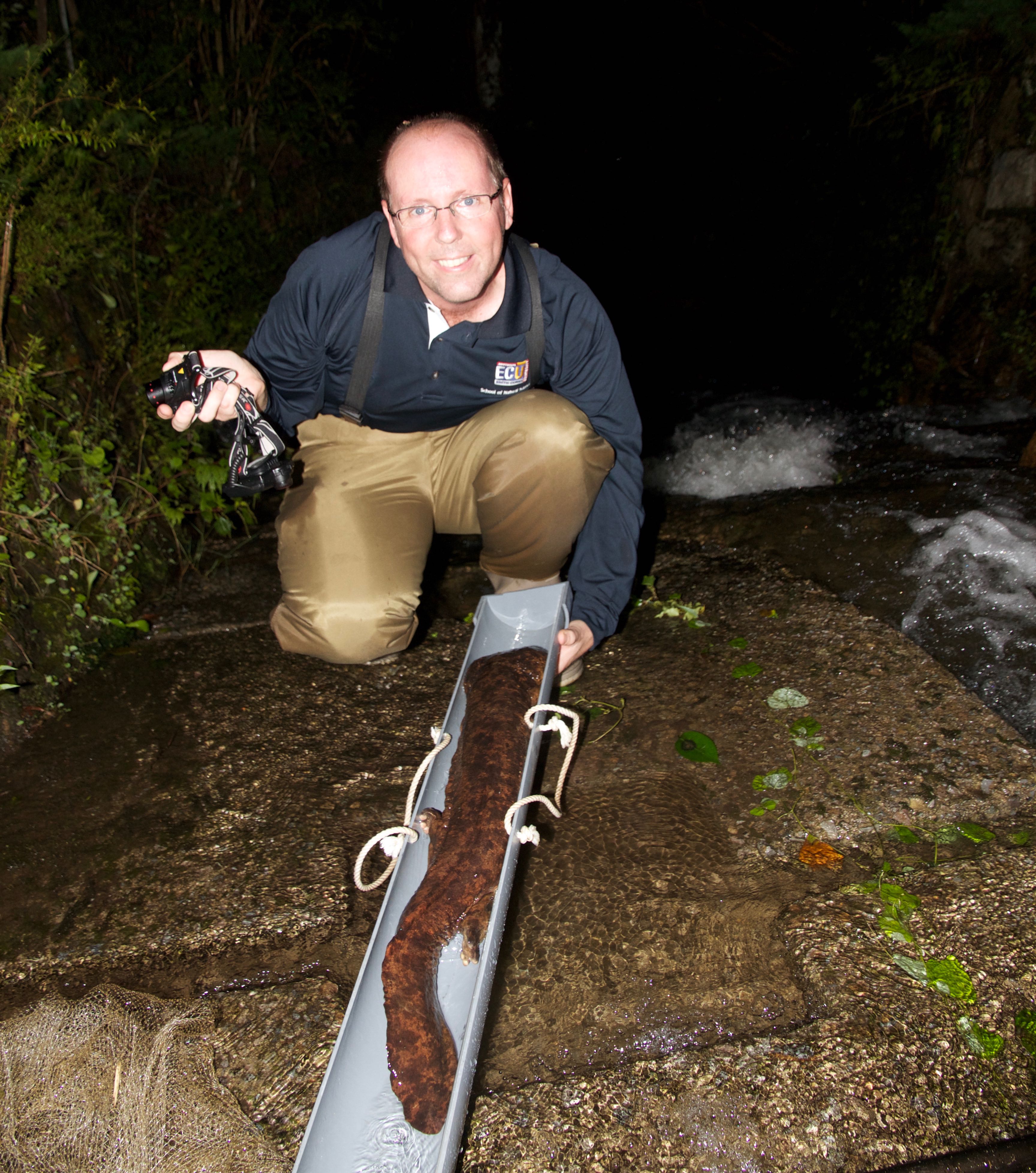 The Hiroshima Hanzaki | The Wildlife Lab