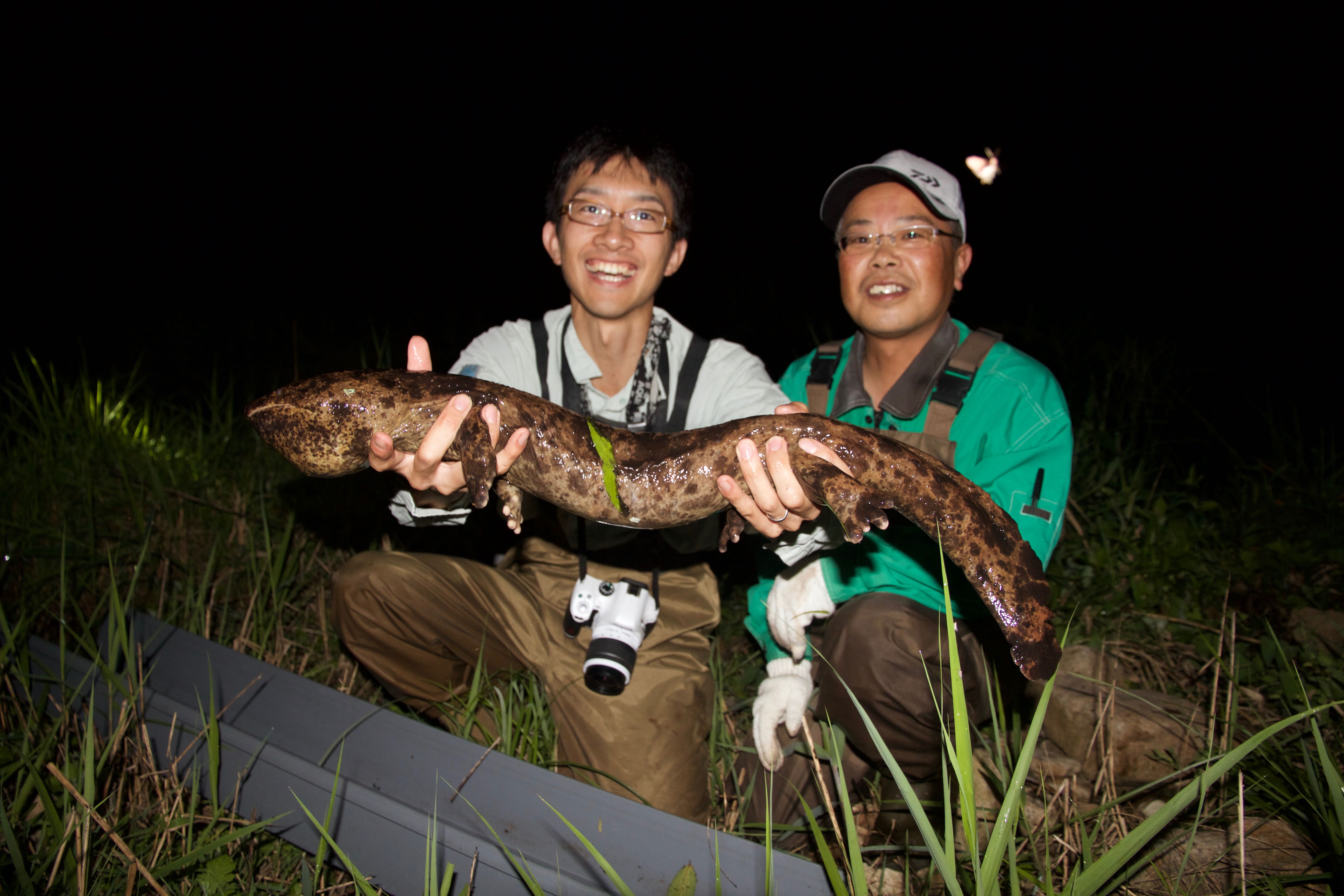 The Hiroshima Hanzaki | The Wildlife Lab