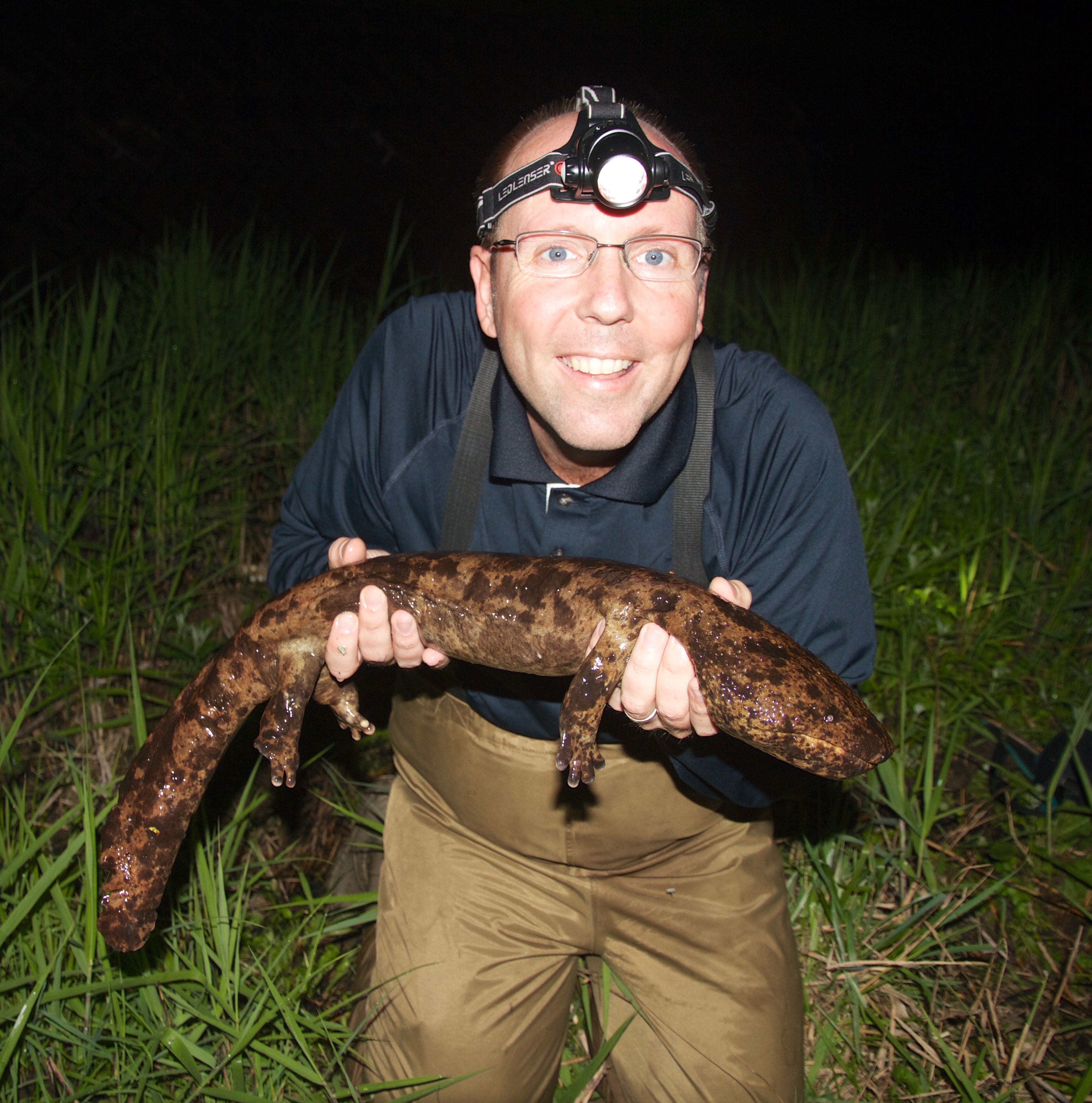 The Hiroshima Hanzaki | The Wildlife Lab