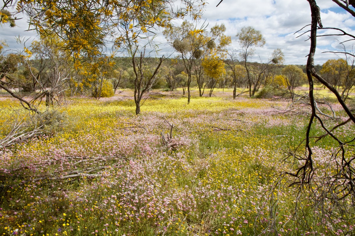 Publications | The Wildlife Lab